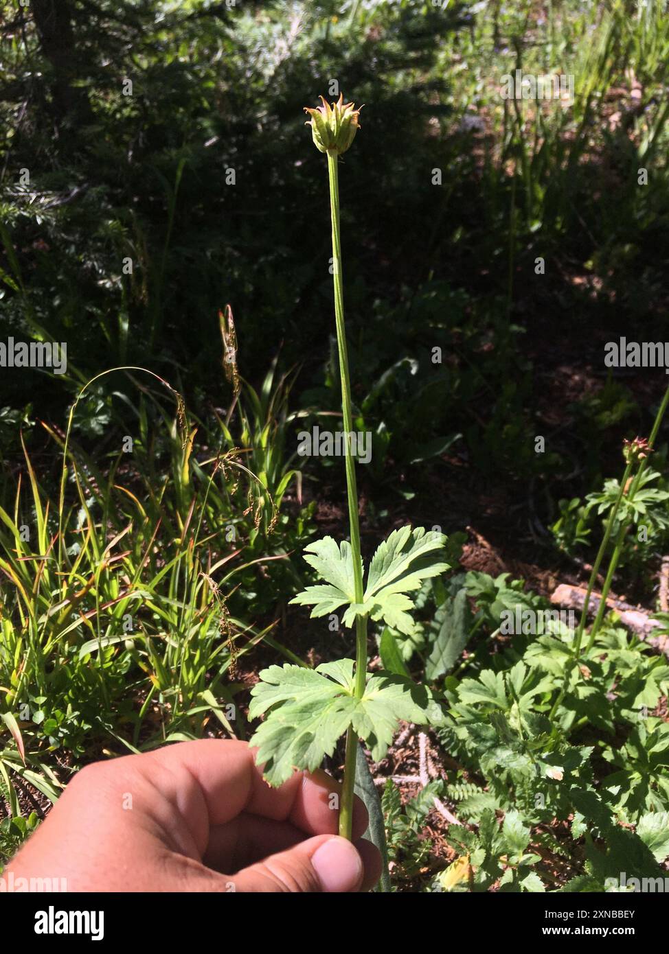 White Globeflower (Trollius laxus albiflorus) Plantae Stock Photo - Alamy