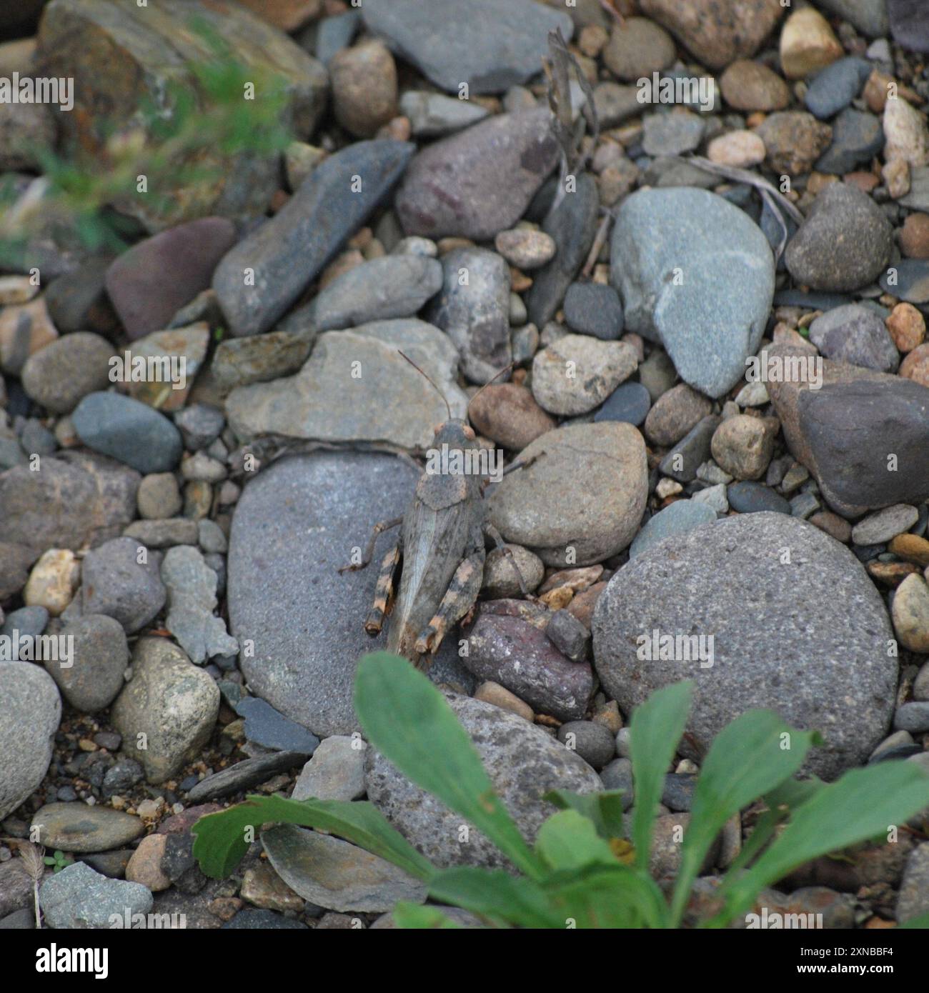 Speckled Buzzing Grasshopper (Bryodemella tuberculata) Insecta Stock ...