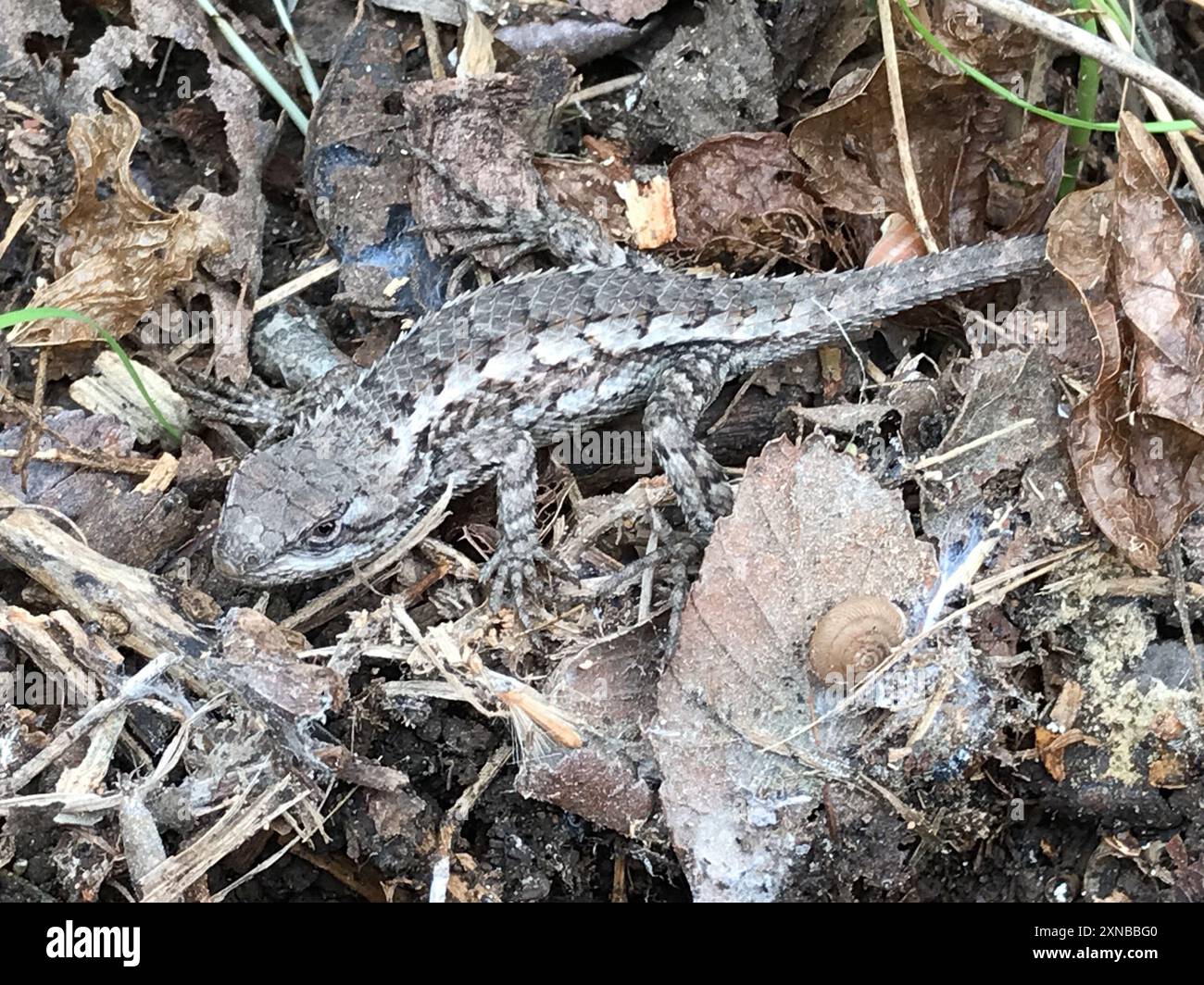 Texas Spiny Lizard (Sceloporus olivaceus) Reptilia Stock Photo - Alamy