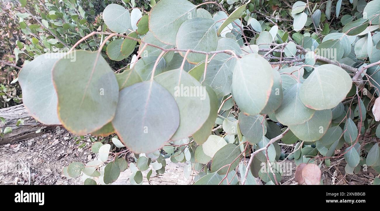 Eucalyptus polyanthemos hi-res stock photography and images - Alamy