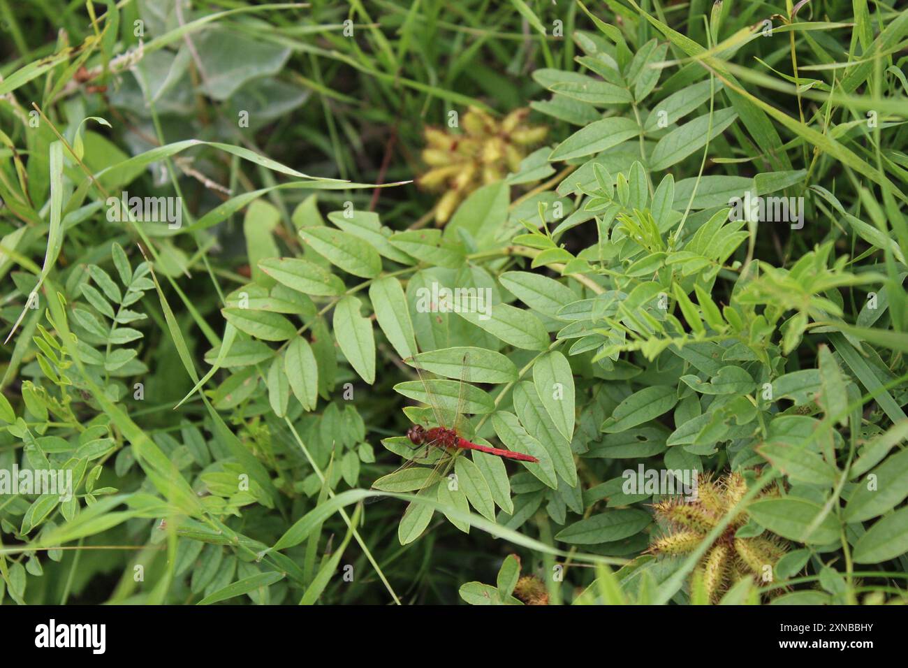 Cherry-faced Meadowhawk (Sympetrum internum) Insecta Stock Photo - Alamy