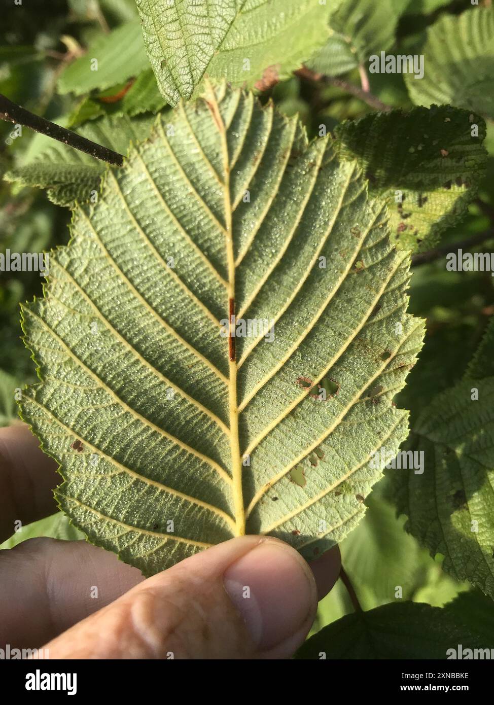 swamp alder (Alnus incana rugosa) Plantae Stock Photo - Alamy
