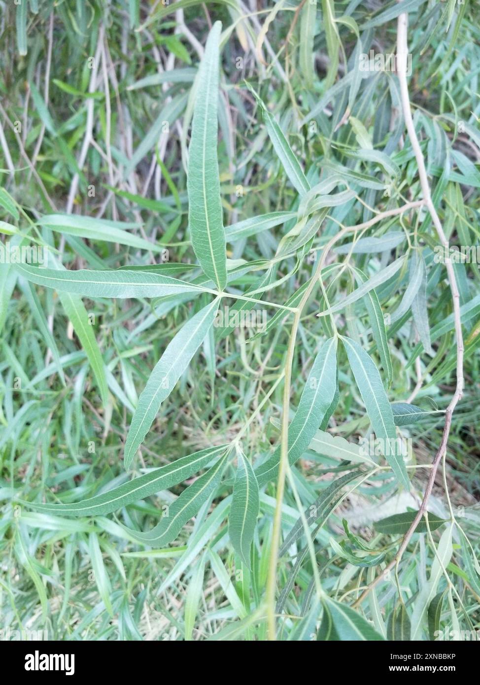 african sumac (Searsia lancea) Plantae Stock Photo - Alamy