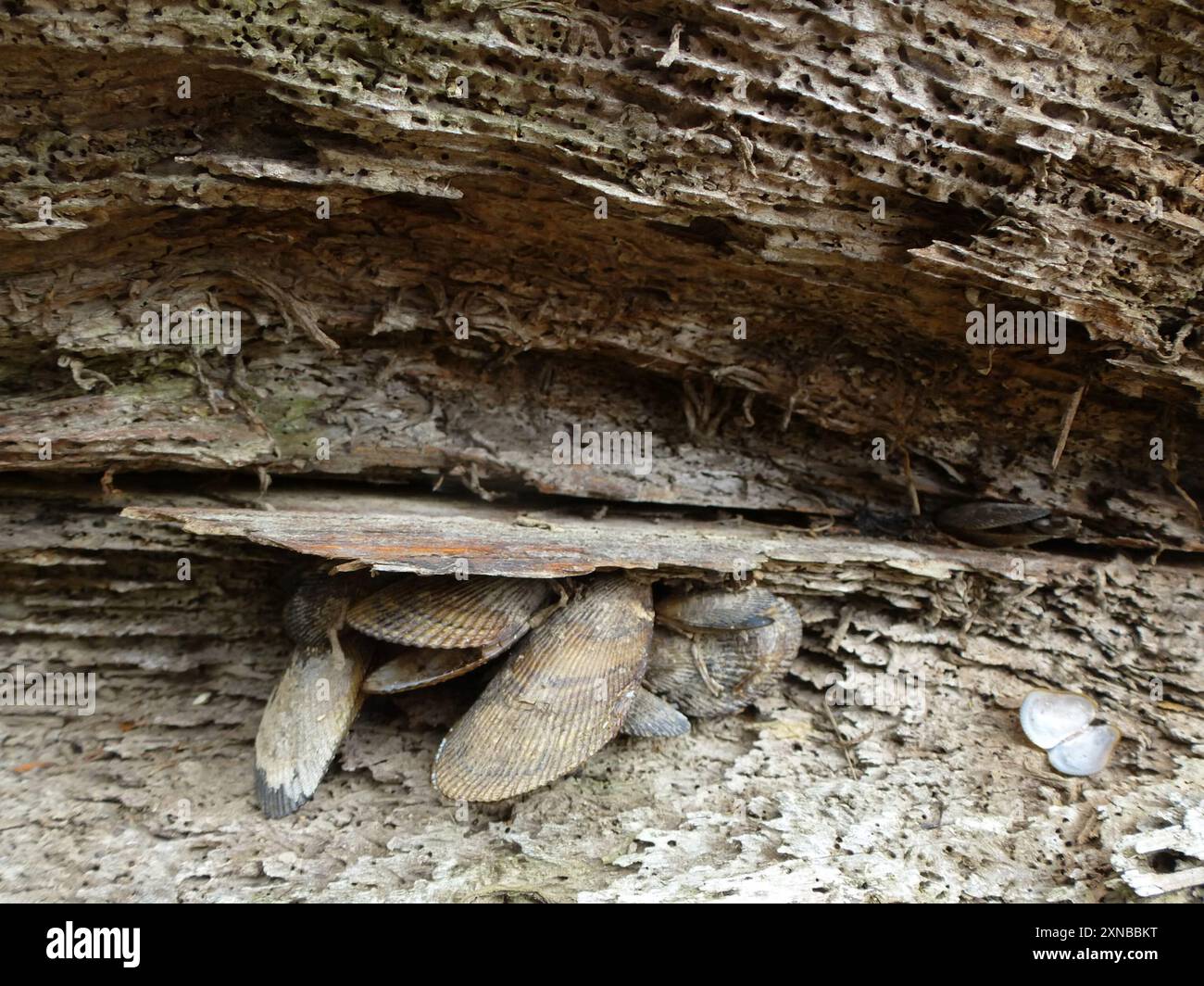 Atlantic Ribbed Mussel (Geukensia demissa) Mollusca Stock Photo - Alamy