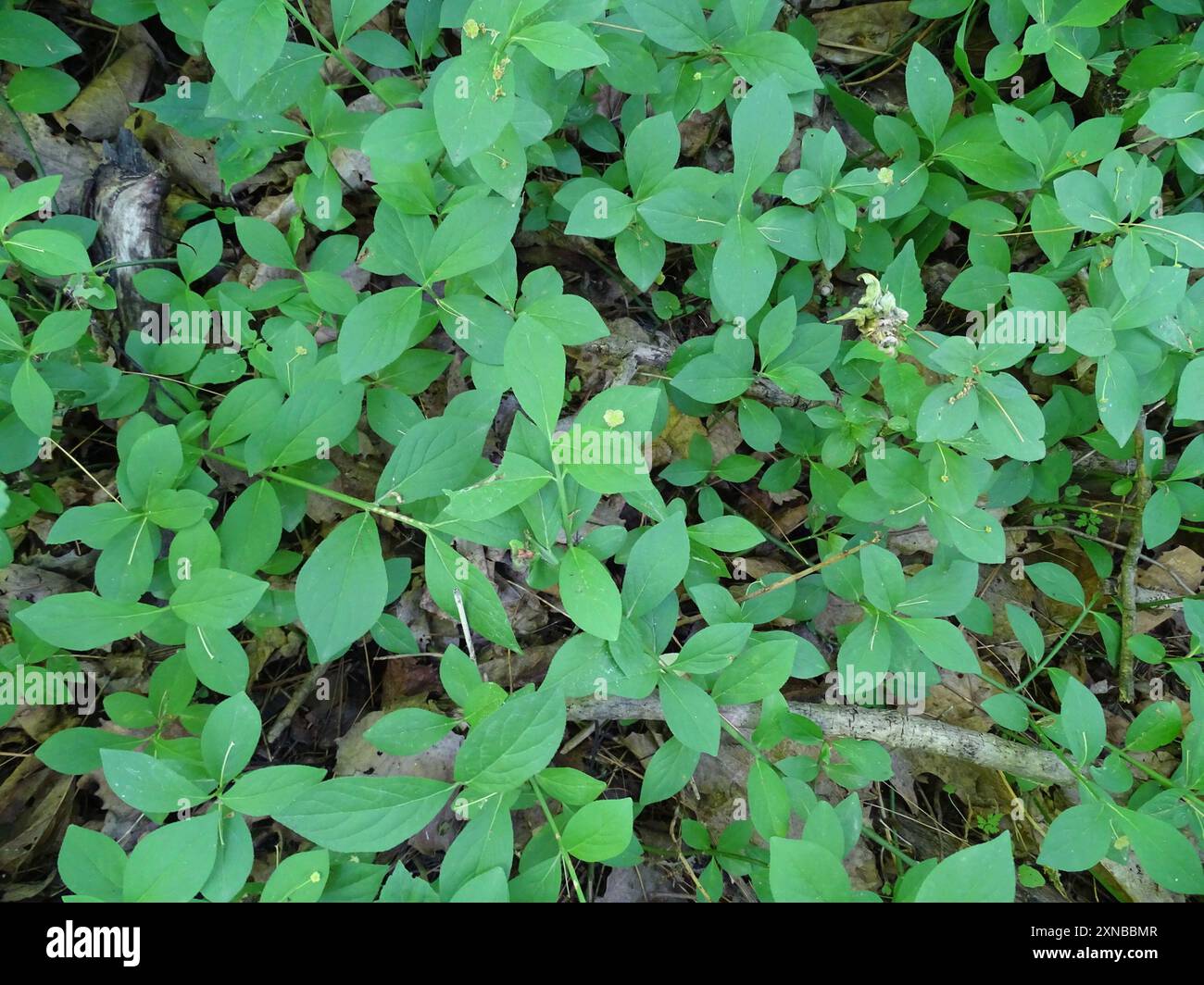 Running Strawberry-bush (Euonymus obovatus) Plantae Stock Photo - Alamy