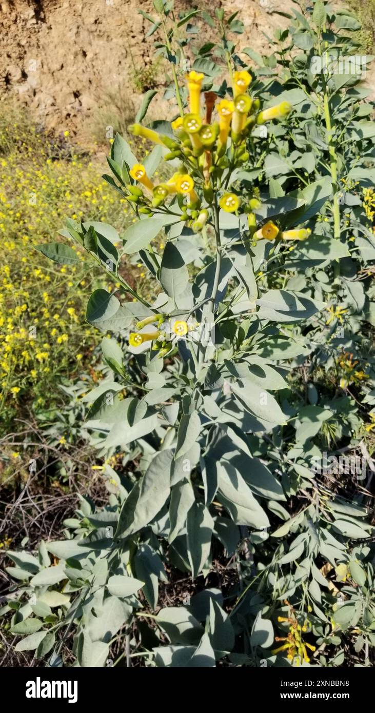 tree tobacco (Nicotiana glauca) Plantae Stock Photo - Alamy