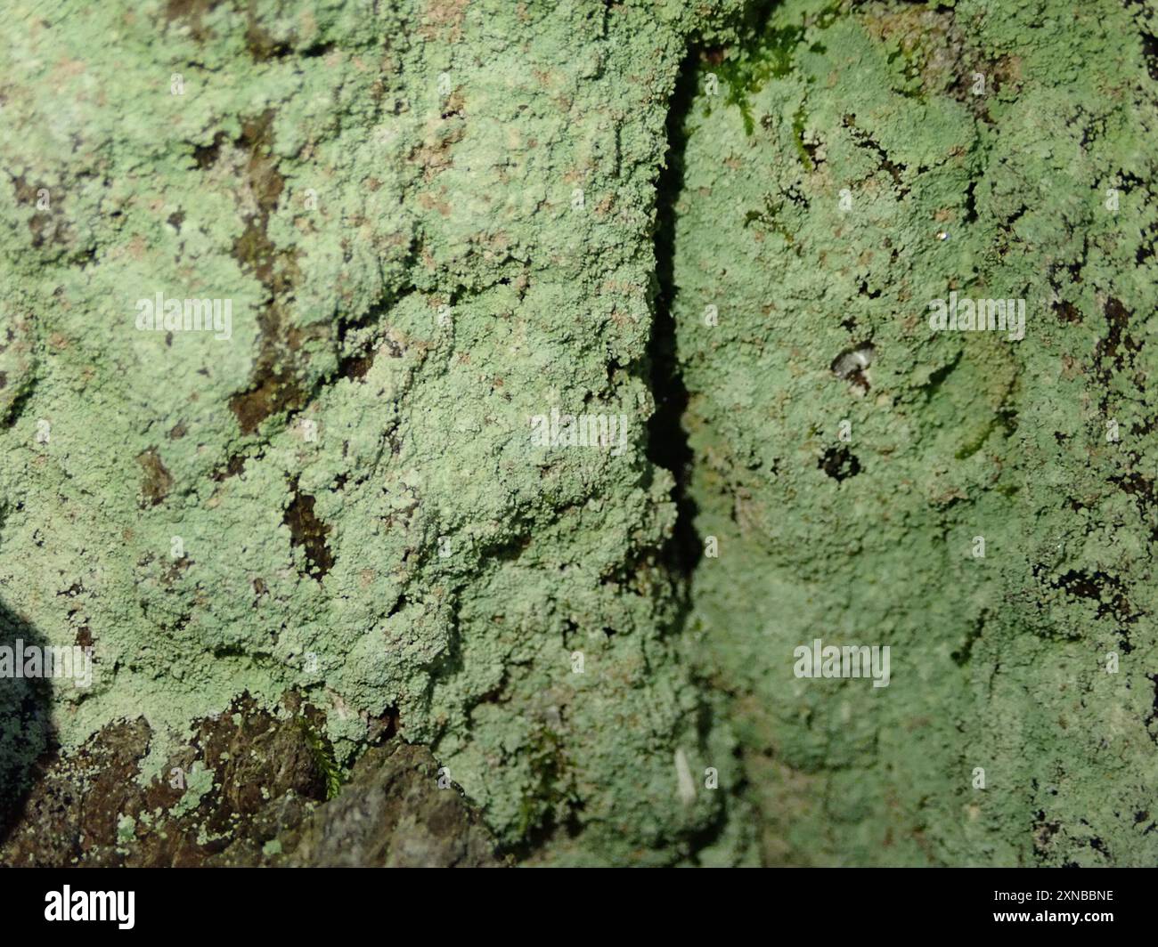Fluffy Dust Lichen (Lepraria finkii) Fungi Stock Photo - Alamy