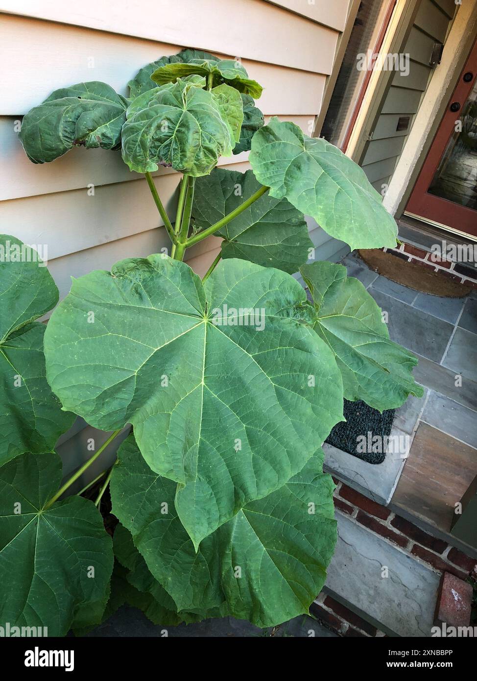 princess tree (Paulownia tomentosa) Plantae Stock Photo - Alamy