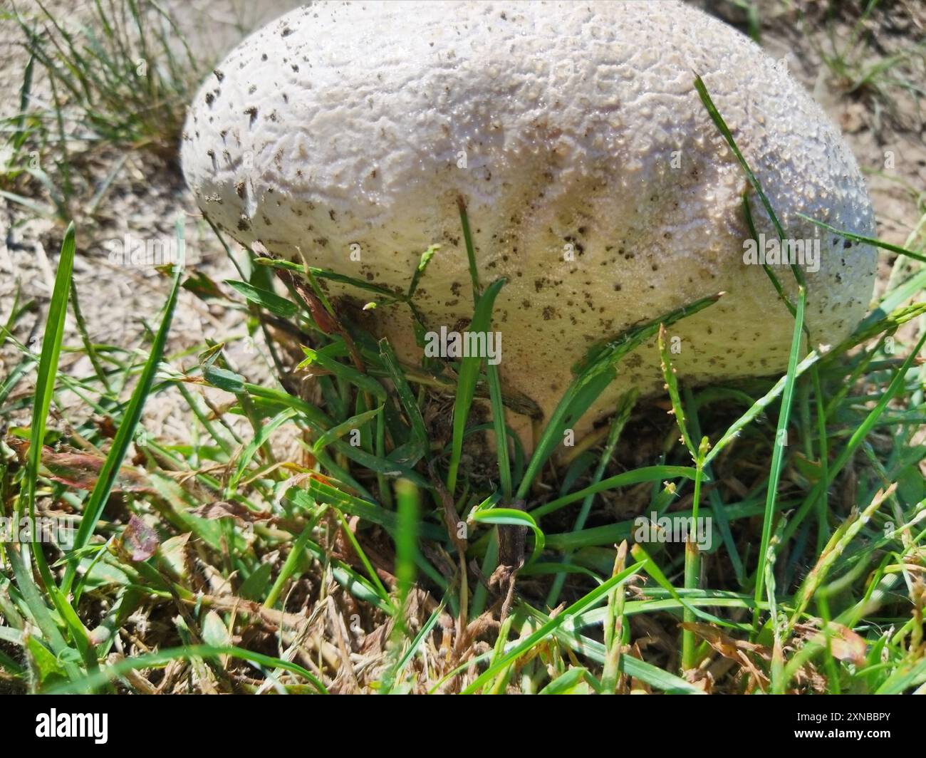 Purple-spored Puffball (Calvatia cyathiformis) Fungi Stock Photo - Alamy