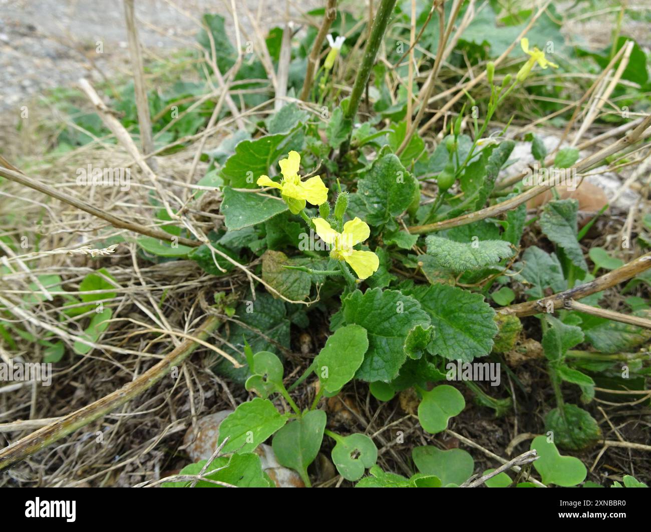 Mediterranean Radish (Raphanus raphanistrum landra) Plantae Stock Photo ...