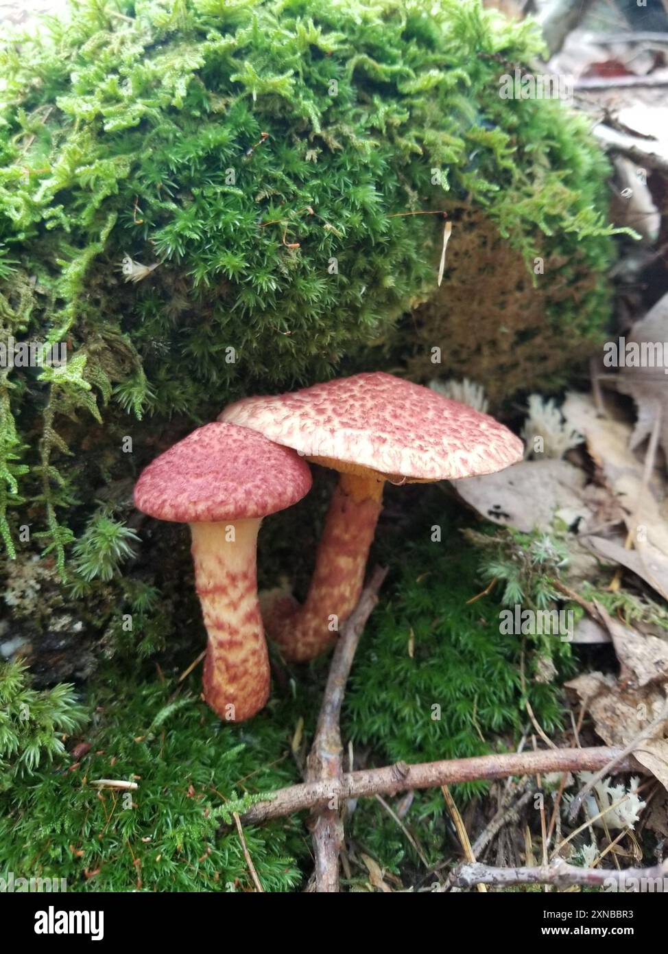 Painted Suillus (Suillus spraguei) Fungi Stock Photo - Alamy
