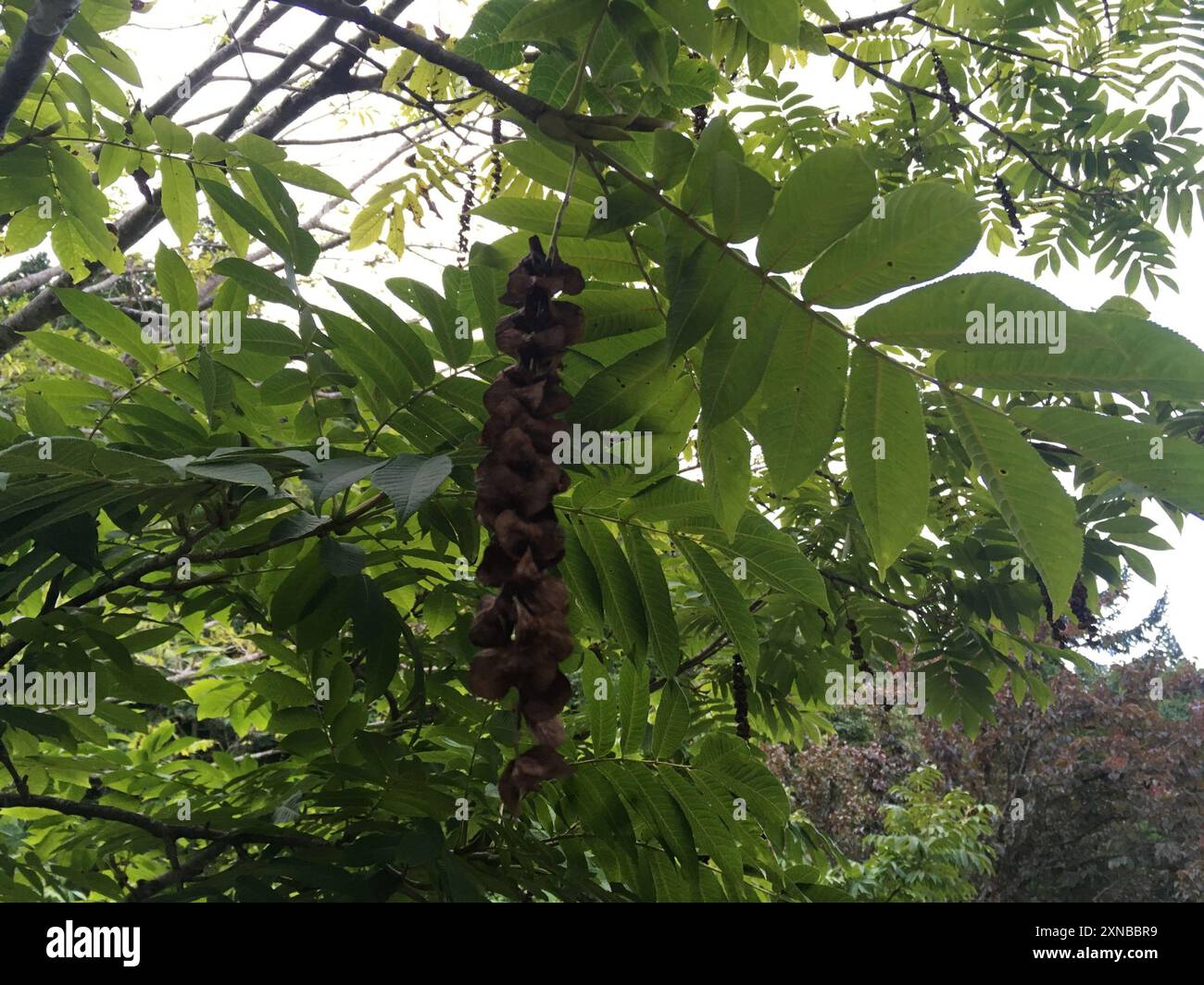 Japanese Wingnut (Pterocarya rhoifolia) Plantae Stock Photo - Alamy