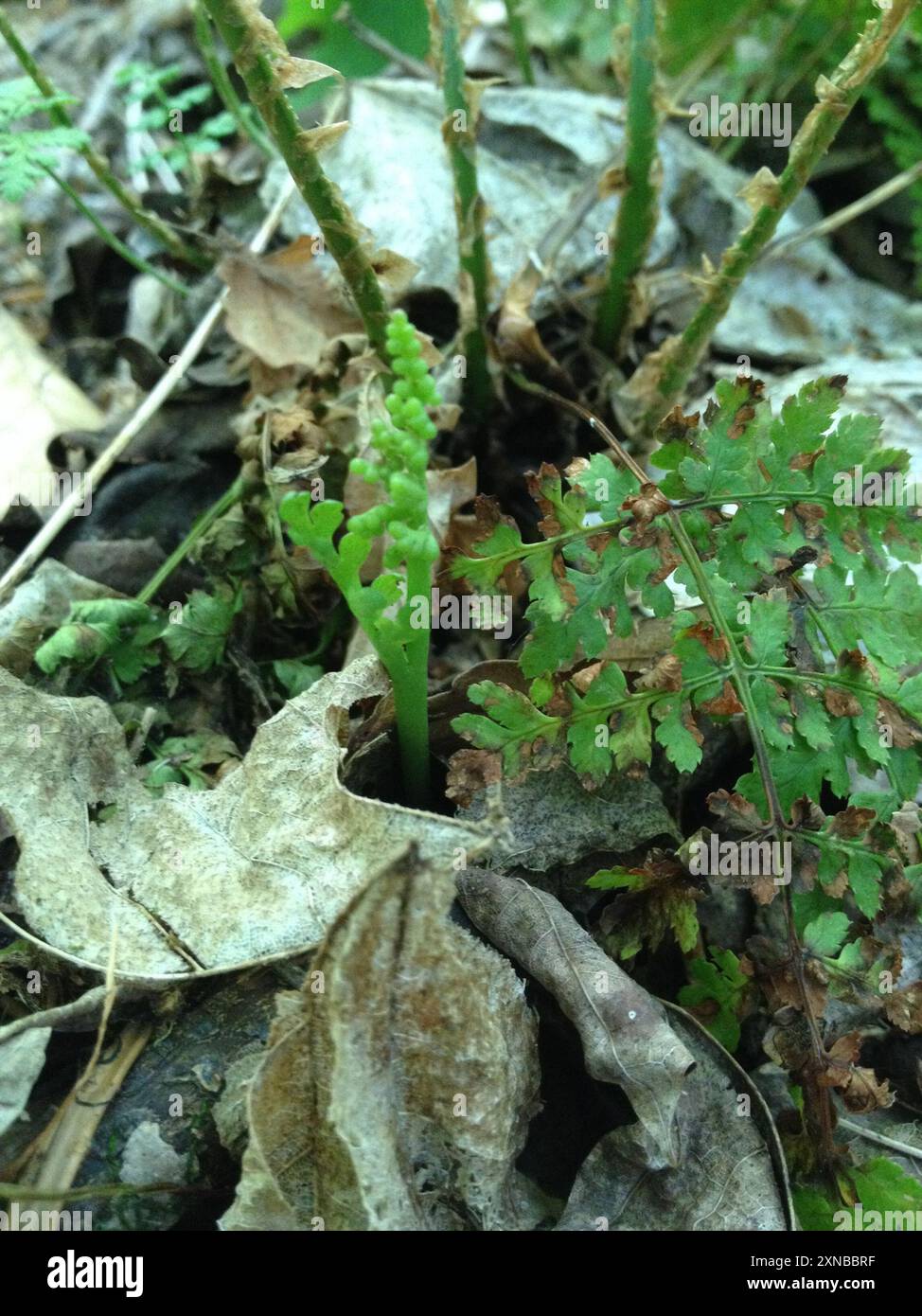 matricary grapefern (Botrychium matricariifolium) Plantae Stock Photo ...