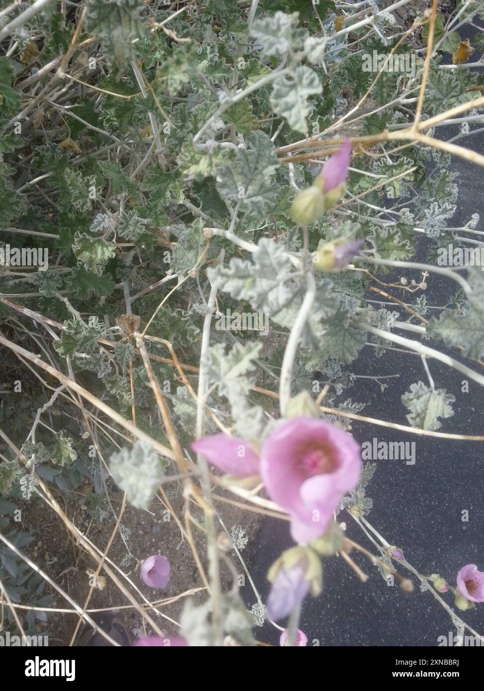 Rose Globemallow (Sphaeralcea ambigua rosacea) Plantae Stock Photo - Alamy