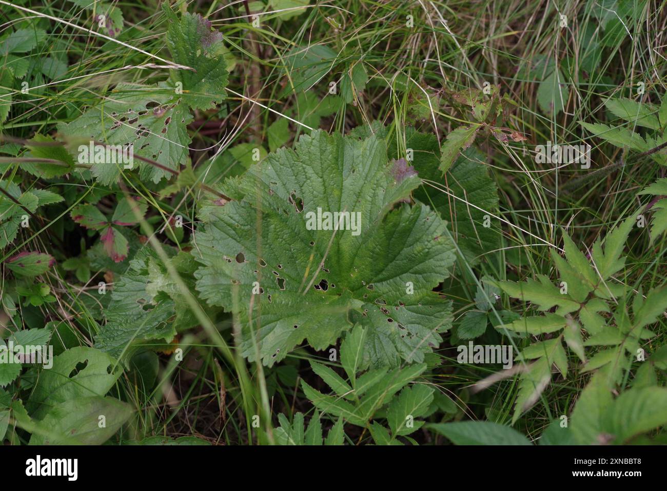 spreading avens (Geum radiatum) Plantae Stock Photo - Alamy
