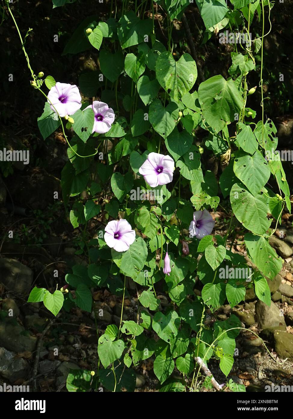 spottedheart (Stictocardia tiliifolia) Plantae Stock Photo - Alamy