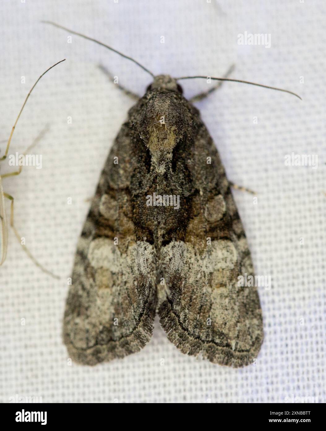 Owlet Moths and Allies (Noctuoidea) Insecta Stock Photo - Alamy