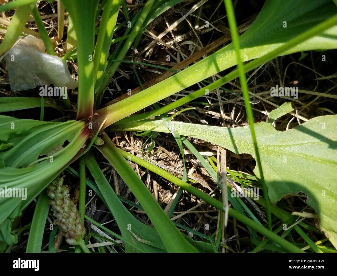 American plantain (Plantago rugelii) Plantae Stock Photo - Alamy