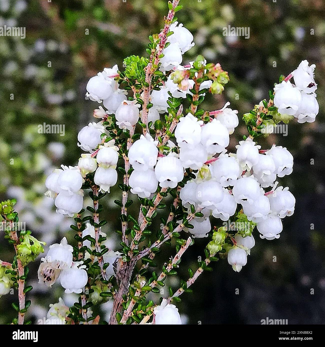 Stunning Heath (Erica formosa) Plantae Stock Photo - Alamy