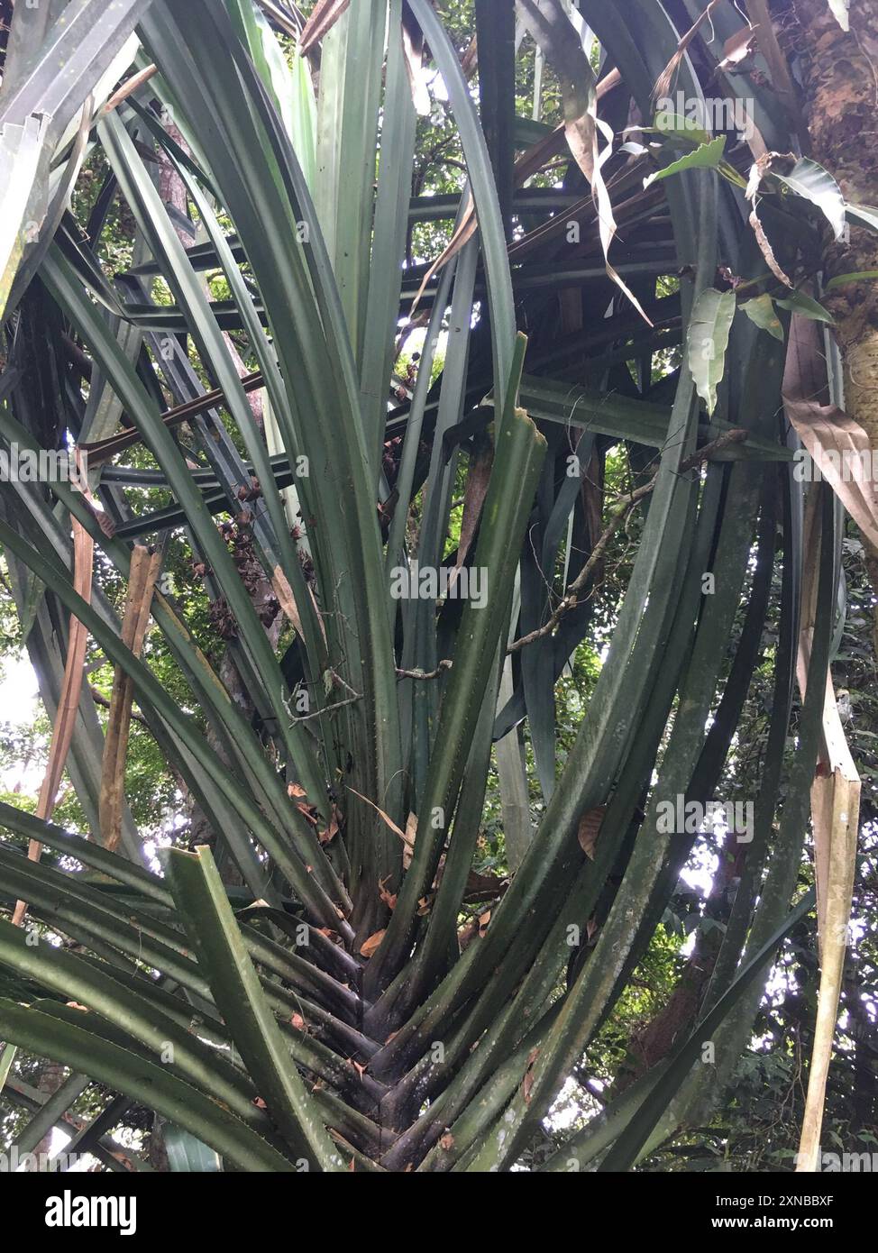 screwpines (Pandanus) Plantae Stock Photo - Alamy