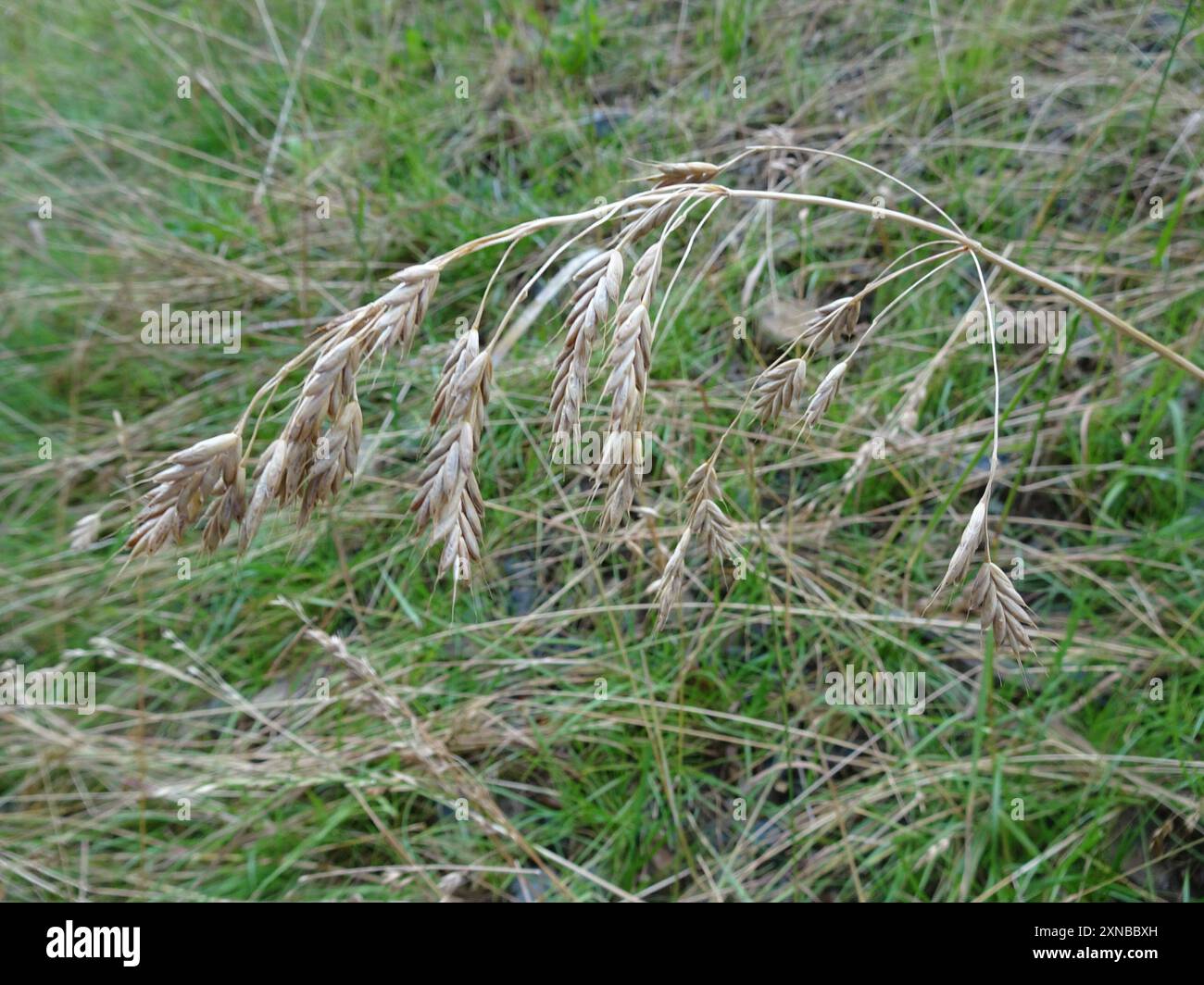 Rye brome hi-res stock photography and images - Alamy