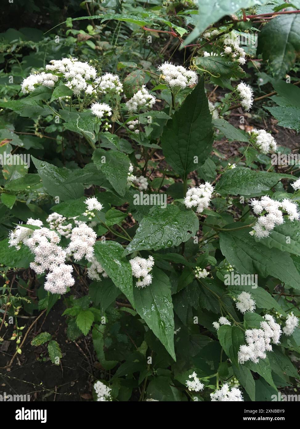 white snakeroot (Ageratina altissima) Plantae Stock Photo - Alamy