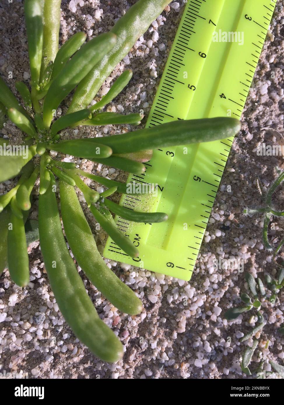 desert rockpurslane (Cistanthe ambigua) Plantae Stock Photo - Alamy