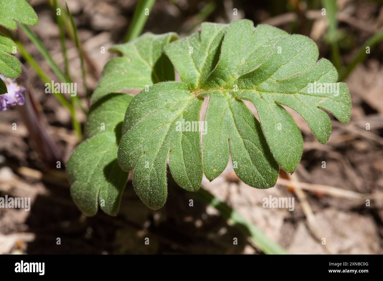ballhead waterleaf (Hydrophyllum capitatum) Plantae Stock Photo - Alamy