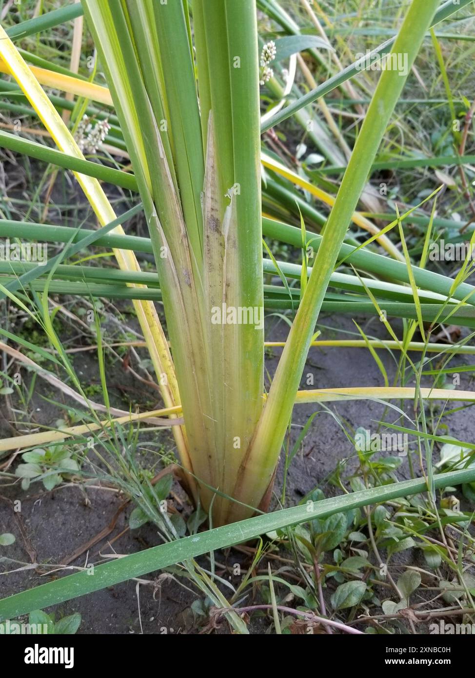 Cattails (Typha) Plantae Stock Photo - Alamy
