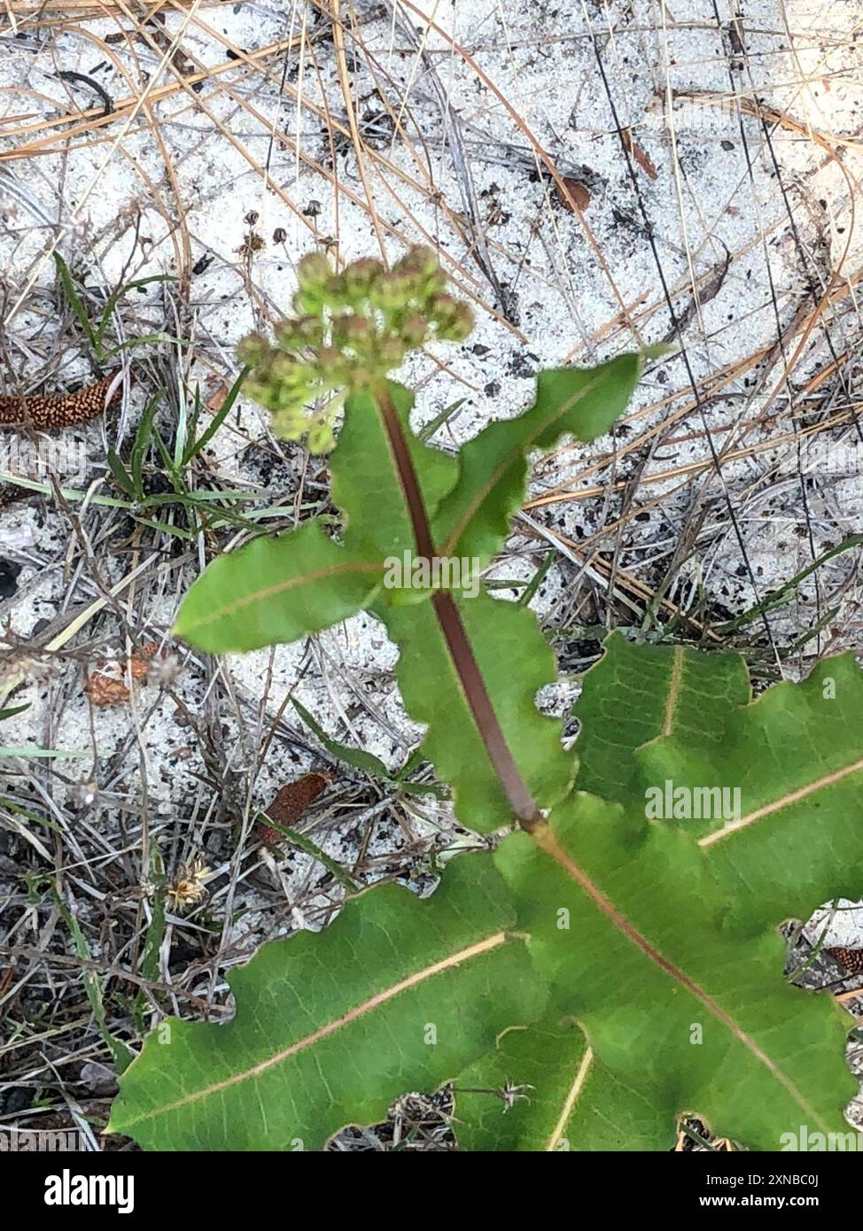 clasping milkweed (Asclepias amplexicaulis) Plantae Stock Photo - Alamy