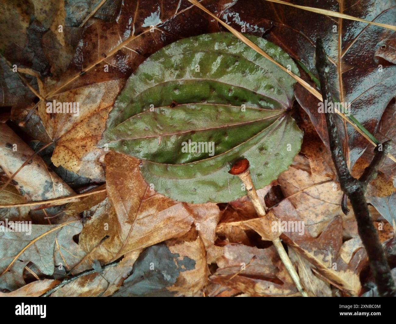 crane-fly orchid (Tipularia discolor) Plantae Stock Photo - Alamy