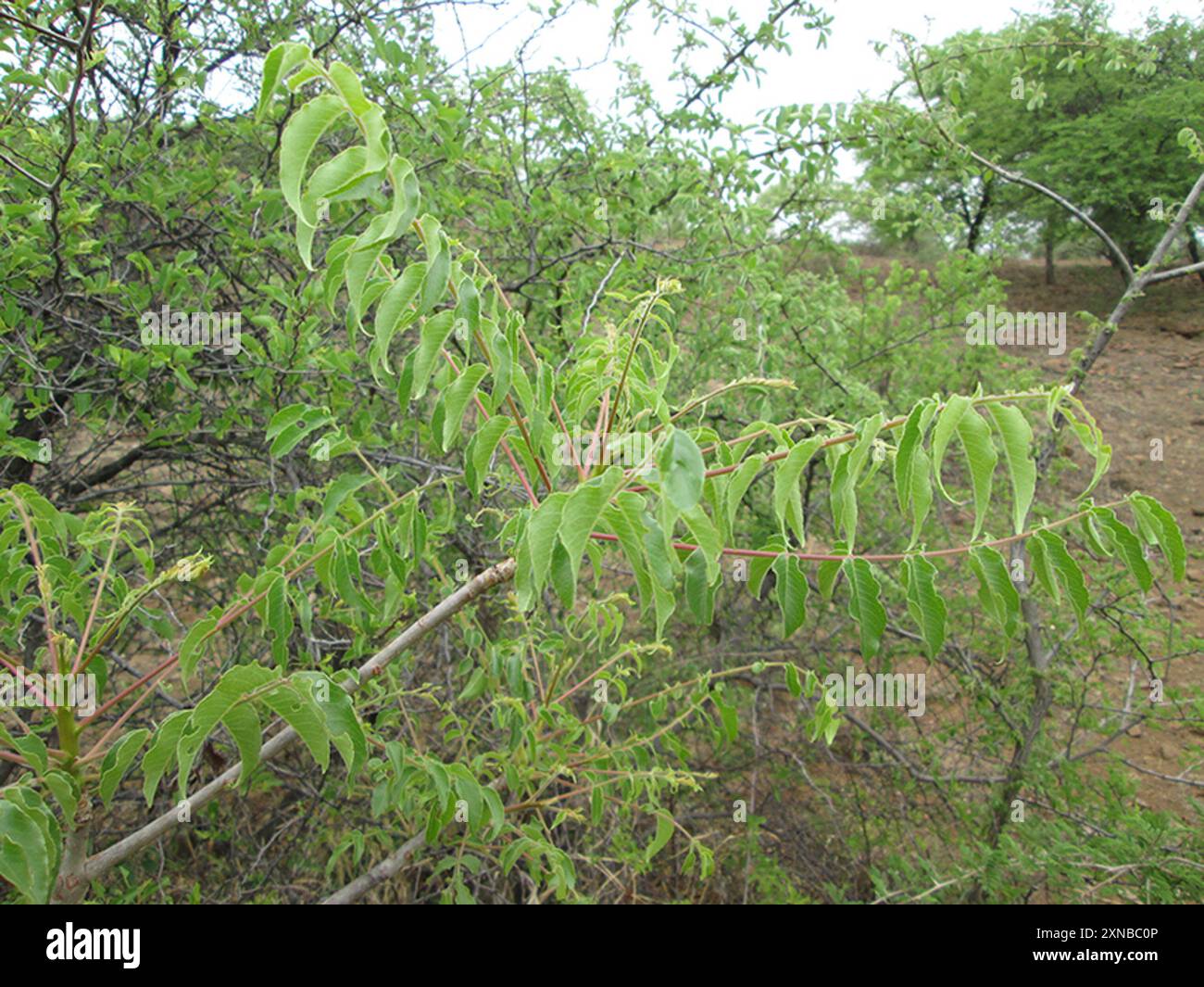 Kirkia acuminata hi-res stock photography and images - Alamy