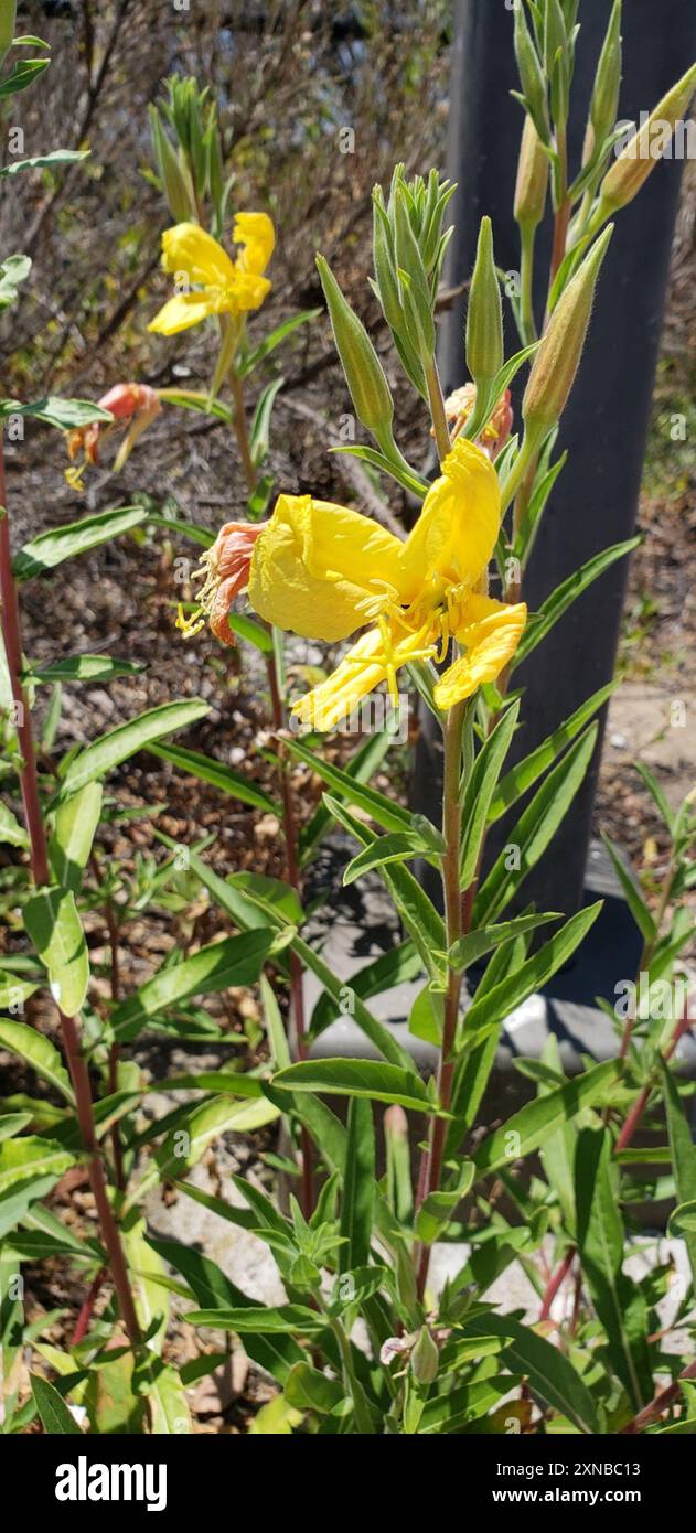 tall evening primrose (Oenothera elata) Plantae Stock Photo - Alamy