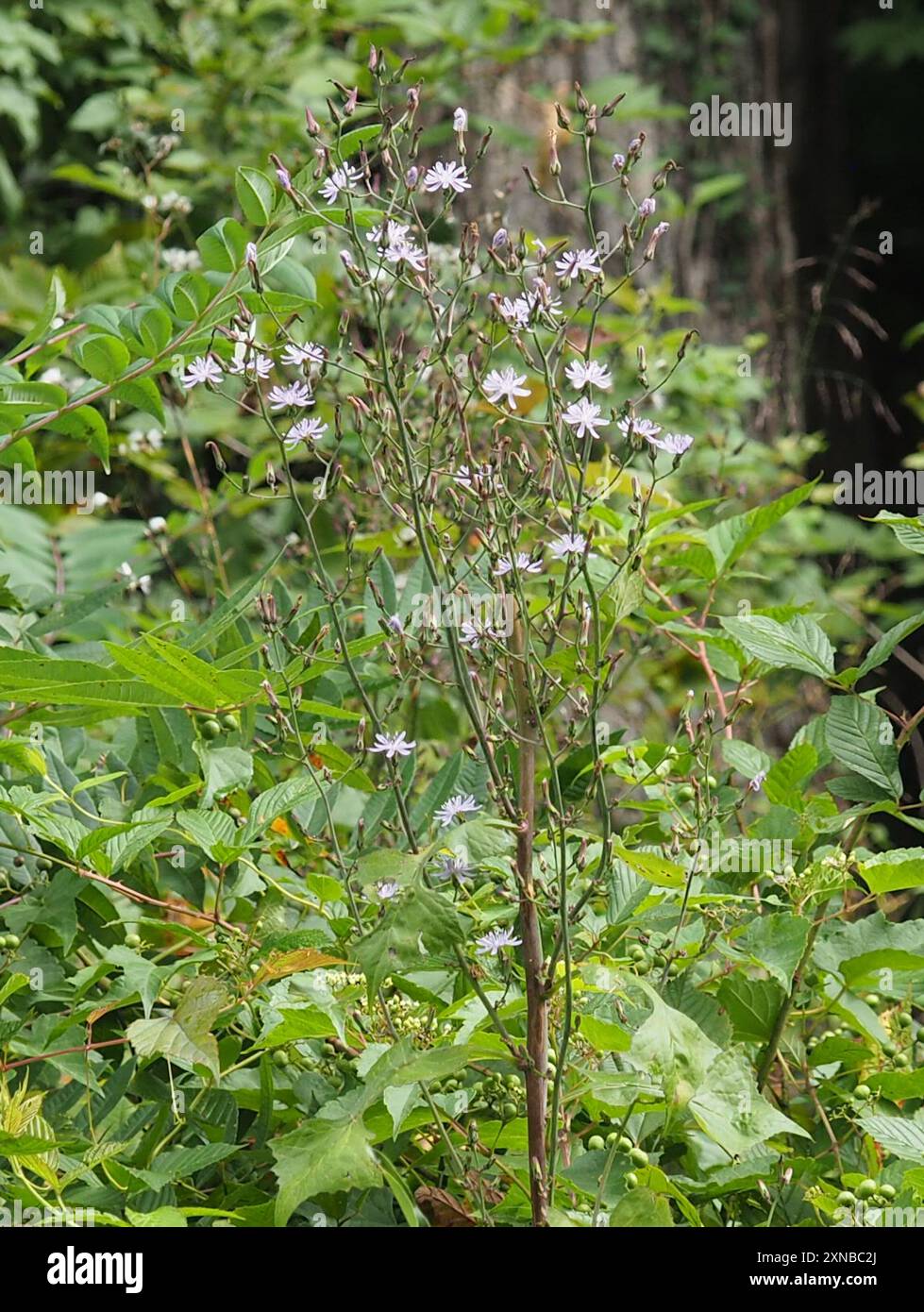 tall blue lettuce (Lactuca biennis) Plantae Stock Photo - Alamy