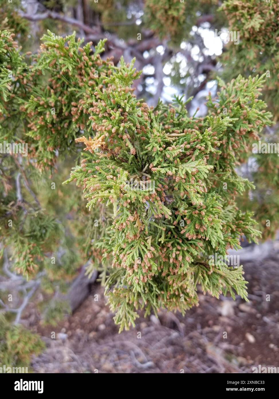 Rocky Mountain Juniper (Juniperus scopulorum) Plantae Stock Photo - Alamy
