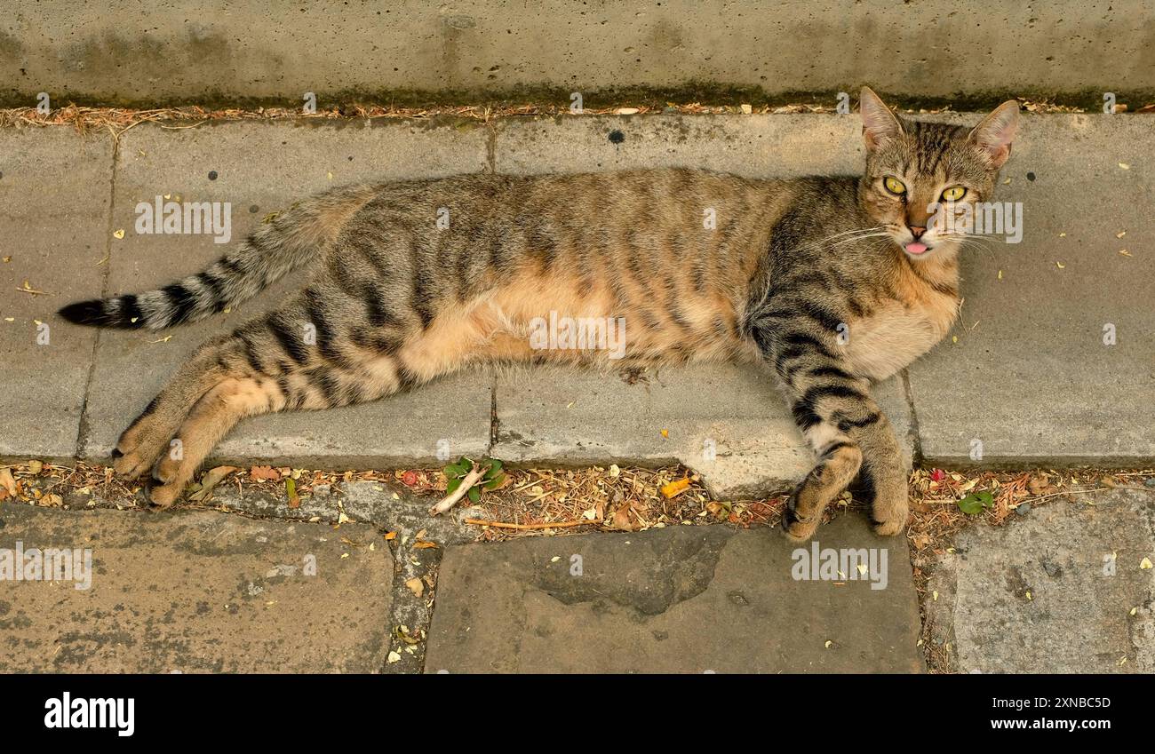 Simmons Cat Chillende Katze in der Sommerhitze *** Simmons Cat Chilling ...