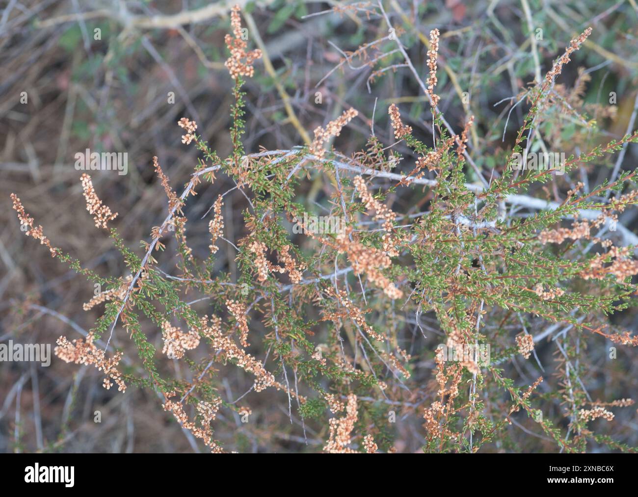 chamise (Adenostoma fasciculatum) Plantae Stock Photo - Alamy