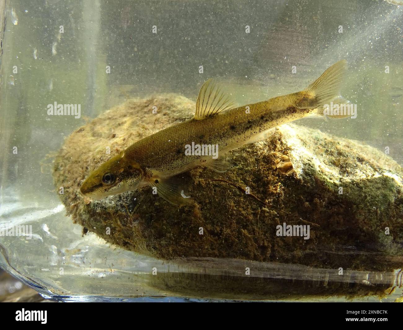 Longnose Dace (Rhinichthys cataractae) Actinopterygii Stock Photo - Alamy