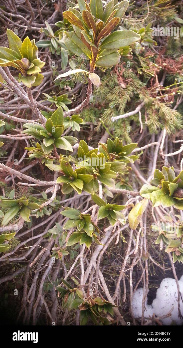Rusty-leaved Alpenrose (Rhododendron ferrugineum) Plantae Stock Photo ...