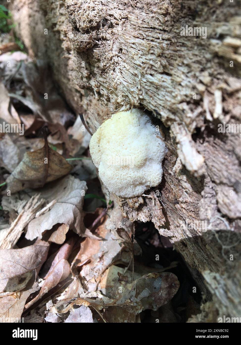 shelf fungi (Polyporales) Fungi Stock Photo - Alamy