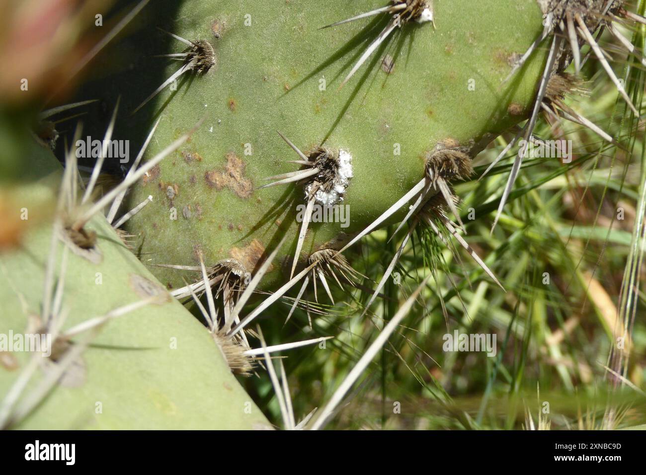 Cochineal Scale Bugs (Dactylopius) Insecta Stock Photo - Alamy