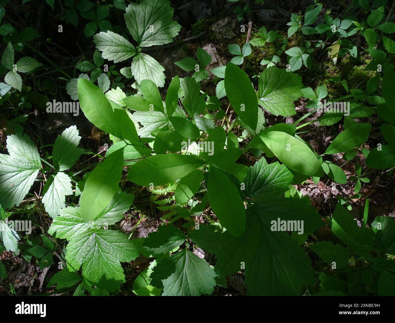 swamp fly honeysuckle (Lonicera oblongifolia) Plantae Stock Photo - Alamy