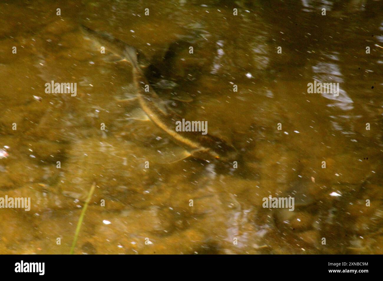 White Sucker (Catostomus commersonii) Actinopterygii Stock Photo - Alamy