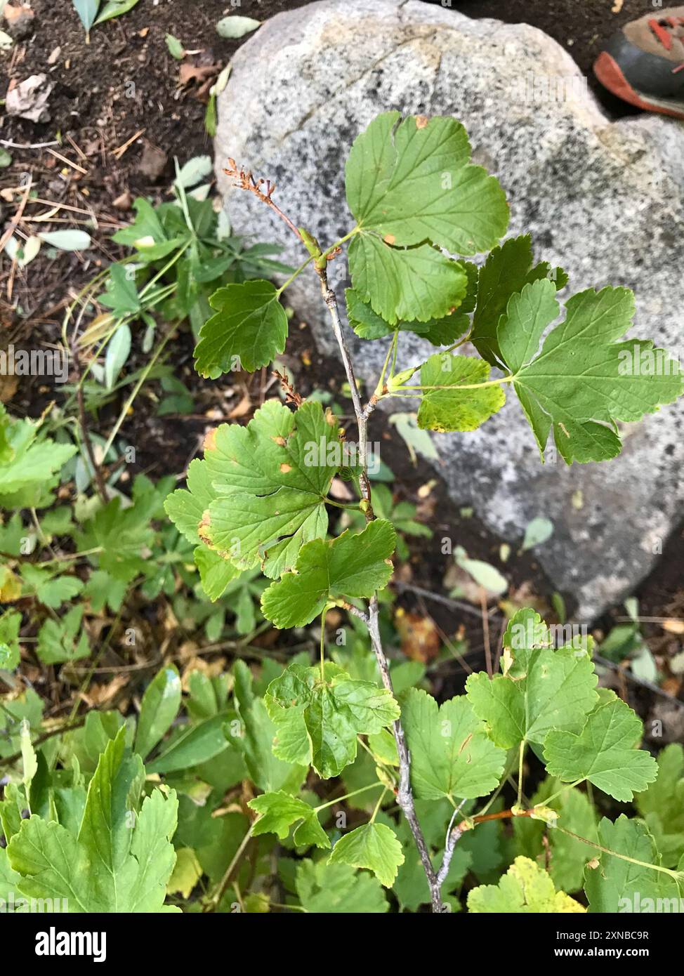 currants and gooseberries (Ribes) Plantae Stock Photo - Alamy