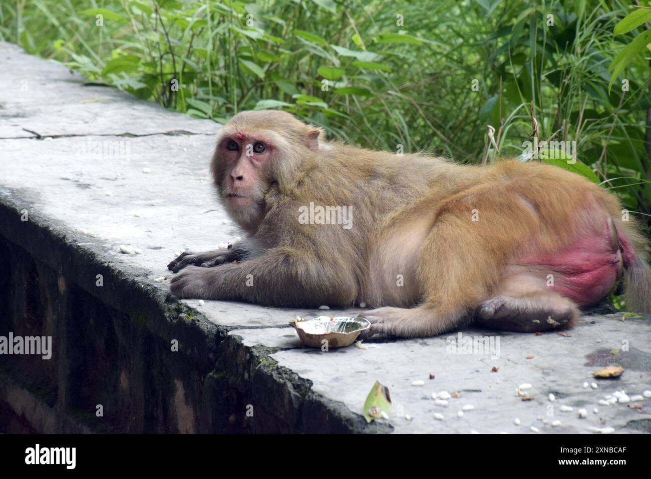 Red faced monkey sitting outside the temple. Macaque on the background ...