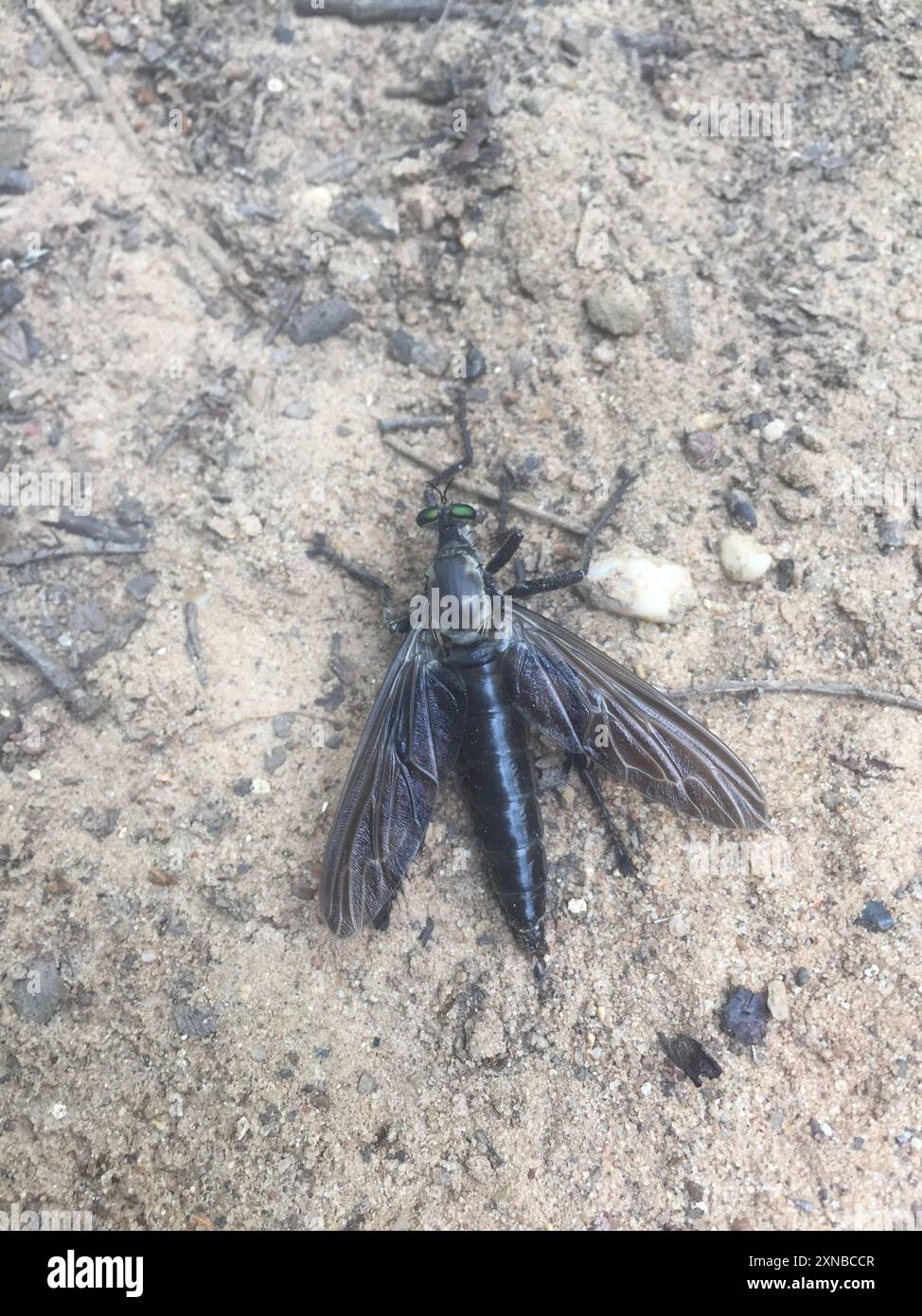 Giant Prairie Robber Fly (Microstylum morosum) Insecta Stock Photo - Alamy