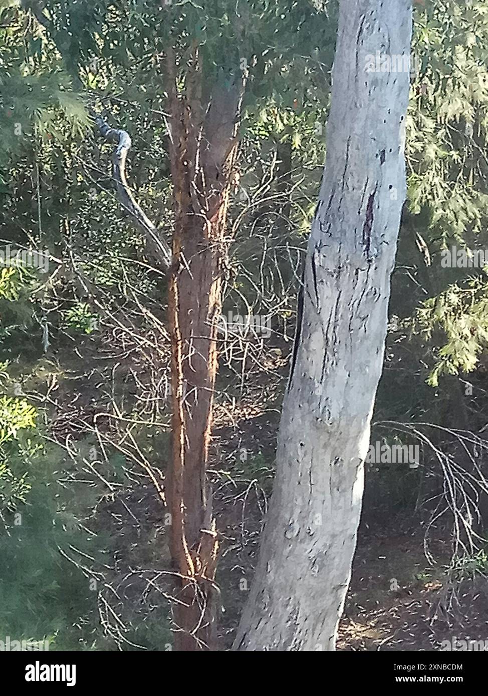 Smooth-barked apple (Angophora costata) Plantae Stock Photo - Alamy
