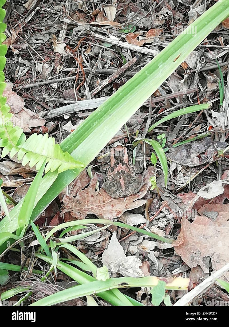 Raucous Toad (Sclerophrys capensis) Amphibia Stock Photo - Alamy