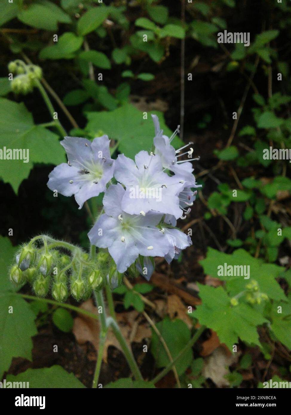great waterleaf (Hydrophyllum appendiculatum) Plantae Stock Photo - Alamy