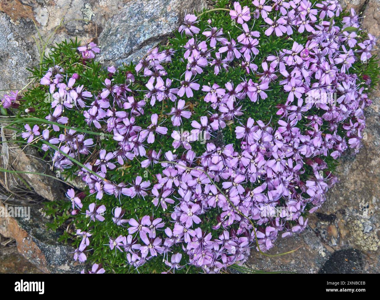 Moss Campion (Silene acaulis) Plantae Stock Photo - Alamy